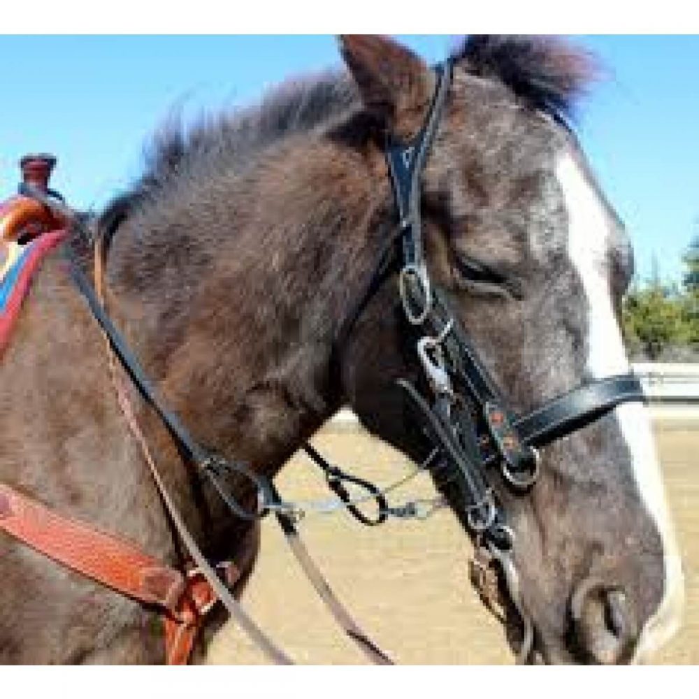 BuckBuster Bridle | BuckBuster Tack - The Bucking Stops Here!