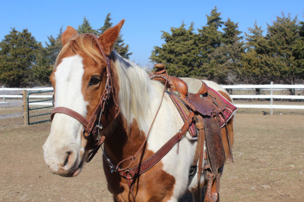 Gallery photos for BuckBuster Tack on how to stop a horse from bucking